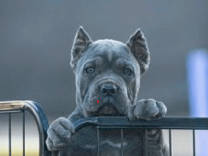 Cane Corso Pedigrees and Bloodlines: A Comprehensive Guide - cancorso.com