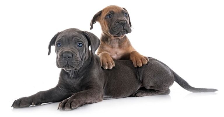Cane Corso Socialization: Your Guide to a Well-Adjusted Companion ...